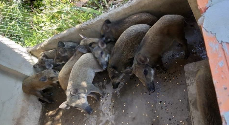 Nguy cơ mai một giống lợn đen bản địa ở Kỳ Sơn - Tin tức Chăn nuôi ...